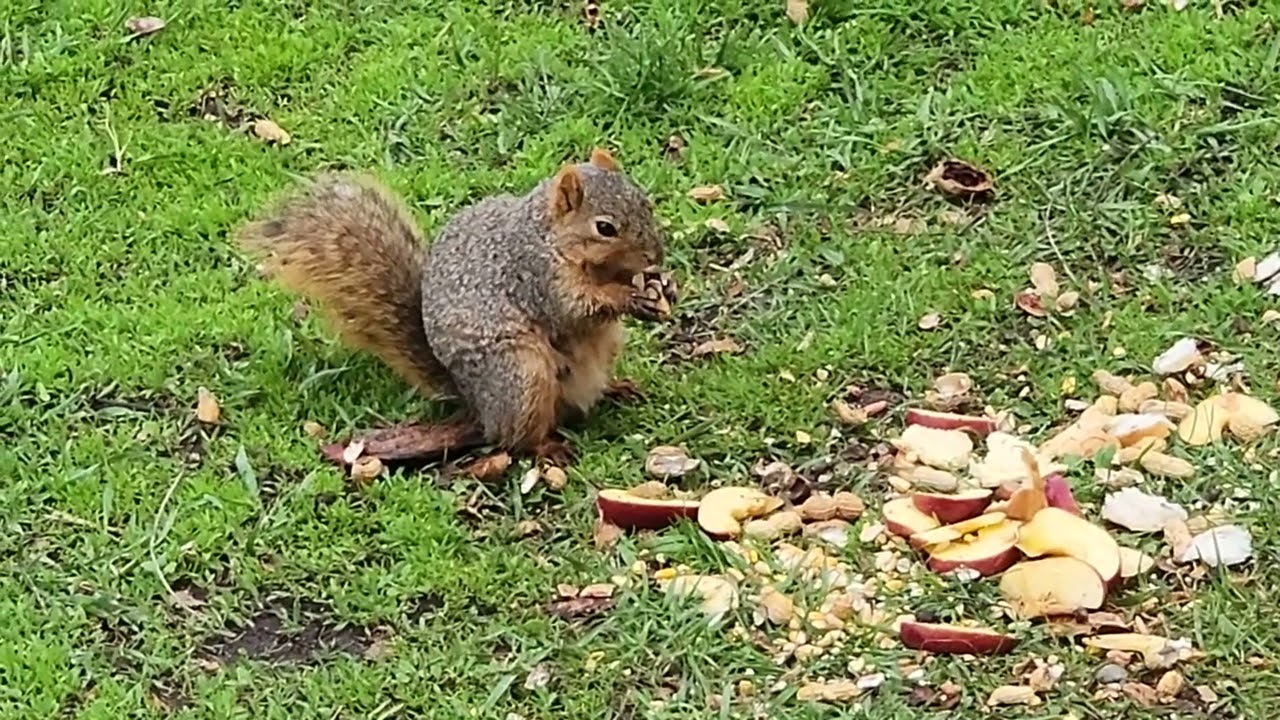 Squirrels Eating and Hiding Food - YouTube