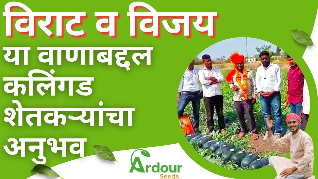 कलिंगड शेतकऱ्यांचा अनुभव | Top Variety | virat watermelon | ardour ...