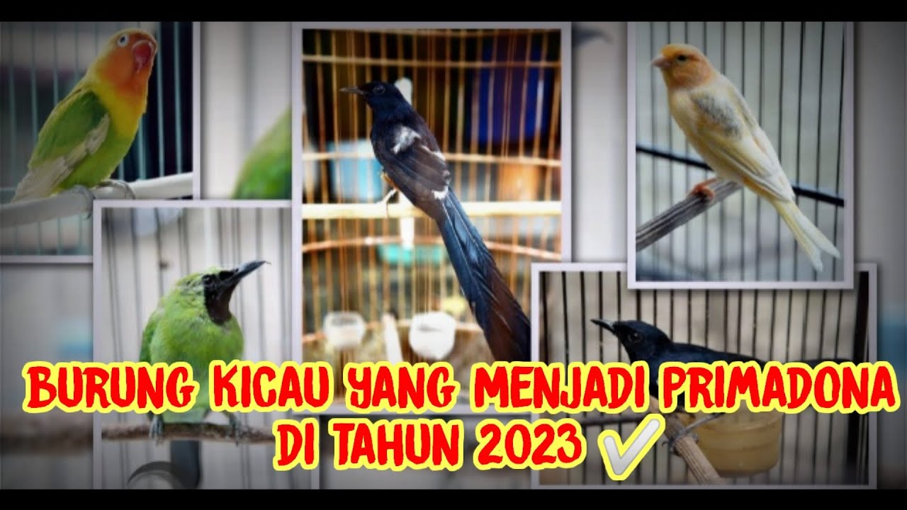 BURUNG KICAU YANG MENJADI PRIMADOAN DI TAHUN 2023#kicaumaniaindonesia # ...
