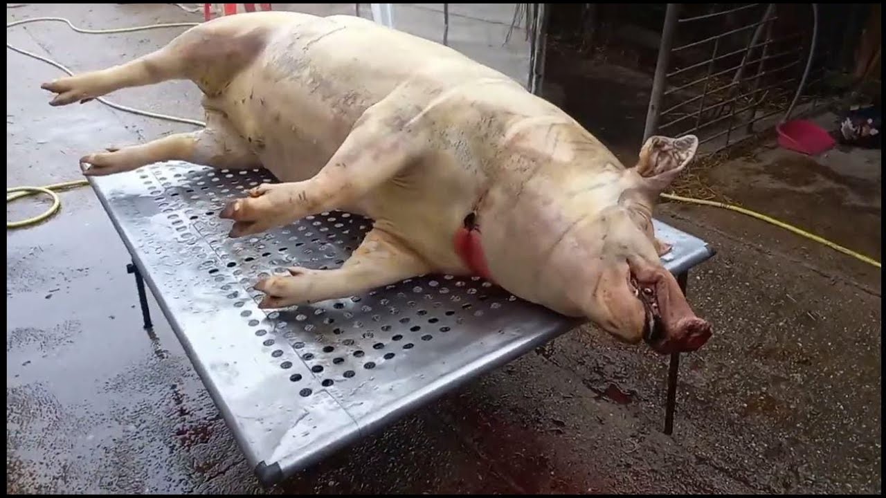 Am taiat porcul pe spate 2021 - Transare porc - Muntenia - YouTube