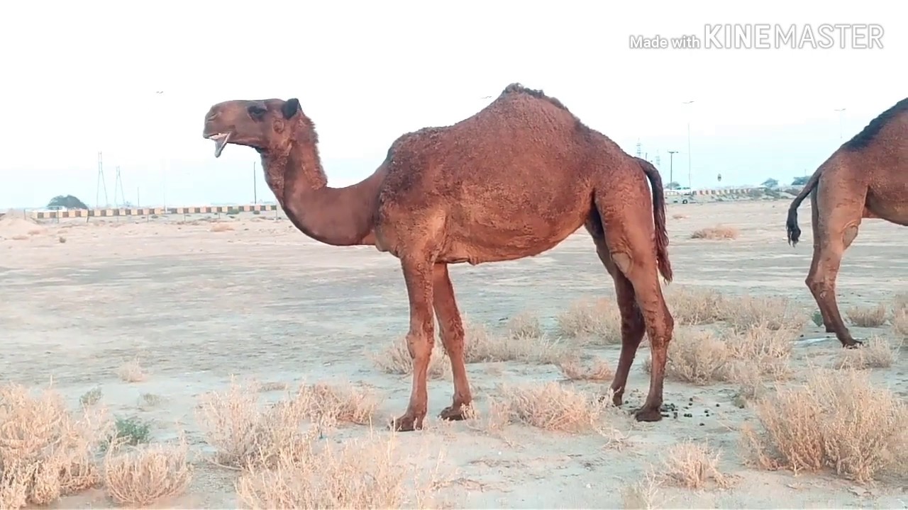 Camels Grazing in Kuwait | ഒട്ടകങ്ങൾ മേയുന്നത് കണ്ടു നോക്കൂ ...