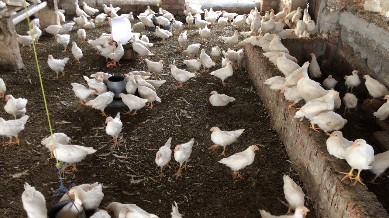 Hen Farming | Hen Farming Business | Hen Farm | Part 28 - YouTube