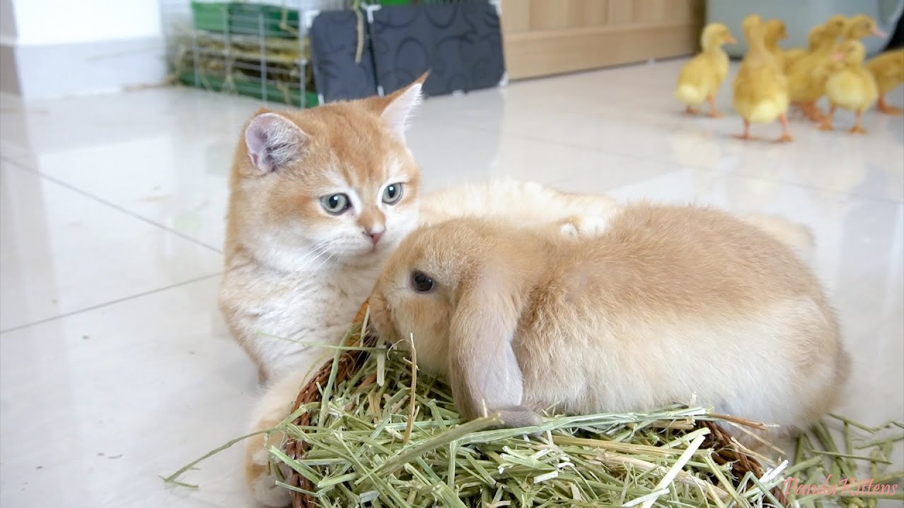 Kitten and Bunny love each other very much Kittens enjoy life with ...