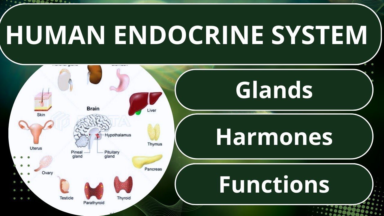 Human Endocrine System l All glands and secretions l Exocrine l ...