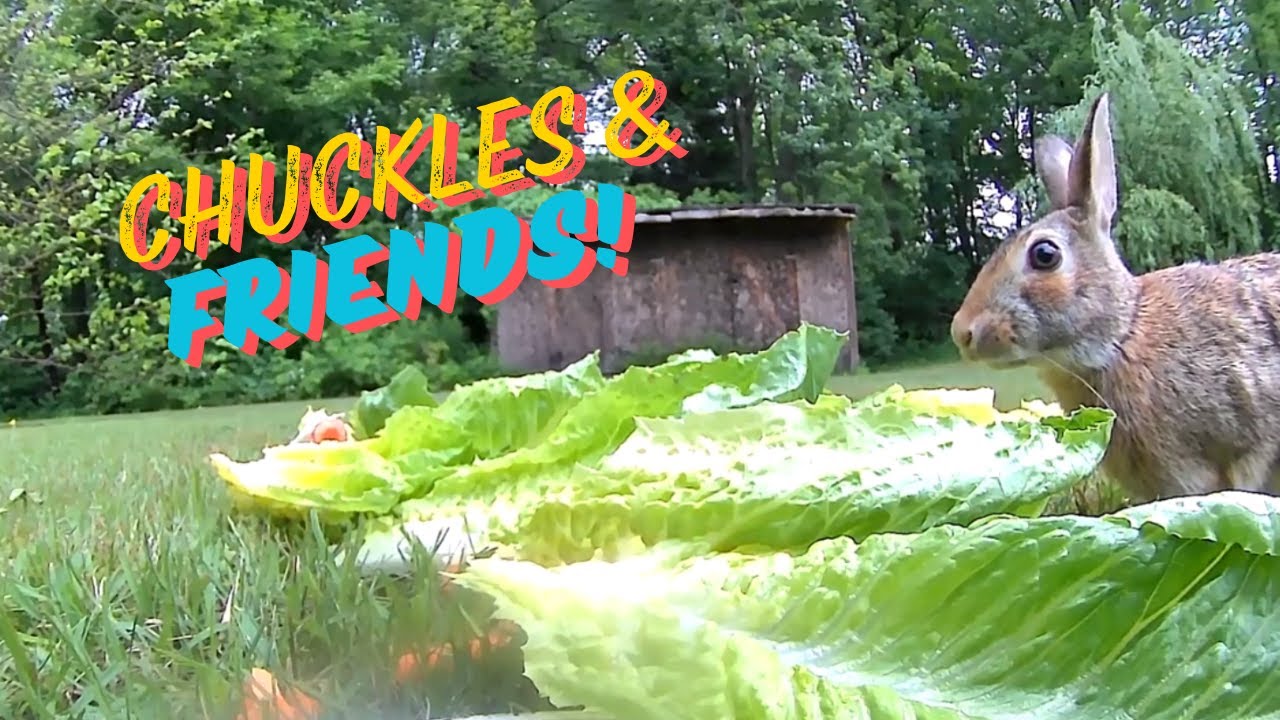 Chuckles the Groundhog & Friends: Raccoon, Mr. Rabbit & Squirrels - YouTube
