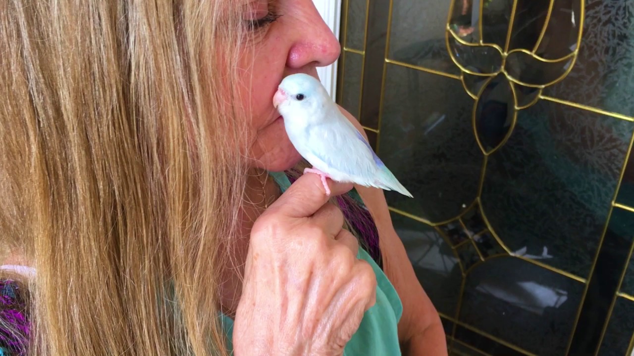 Fly Babies Aviary - Free Nationwide Delivery - Nancy Parrotlet - YouTube