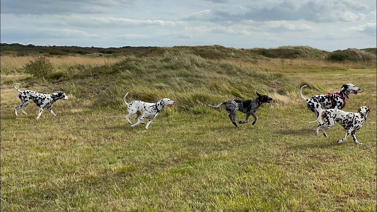 Kenfig with 9 dogs - YouTube