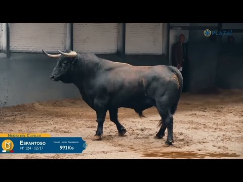 Algunos de los toros más bellos de 2023 - YouTube