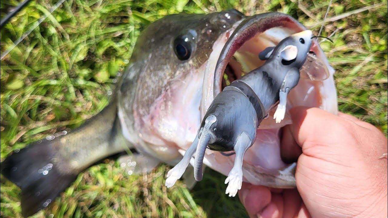 Unboxing & Fishing Savage Gear 3D Rad Rat - YouTube