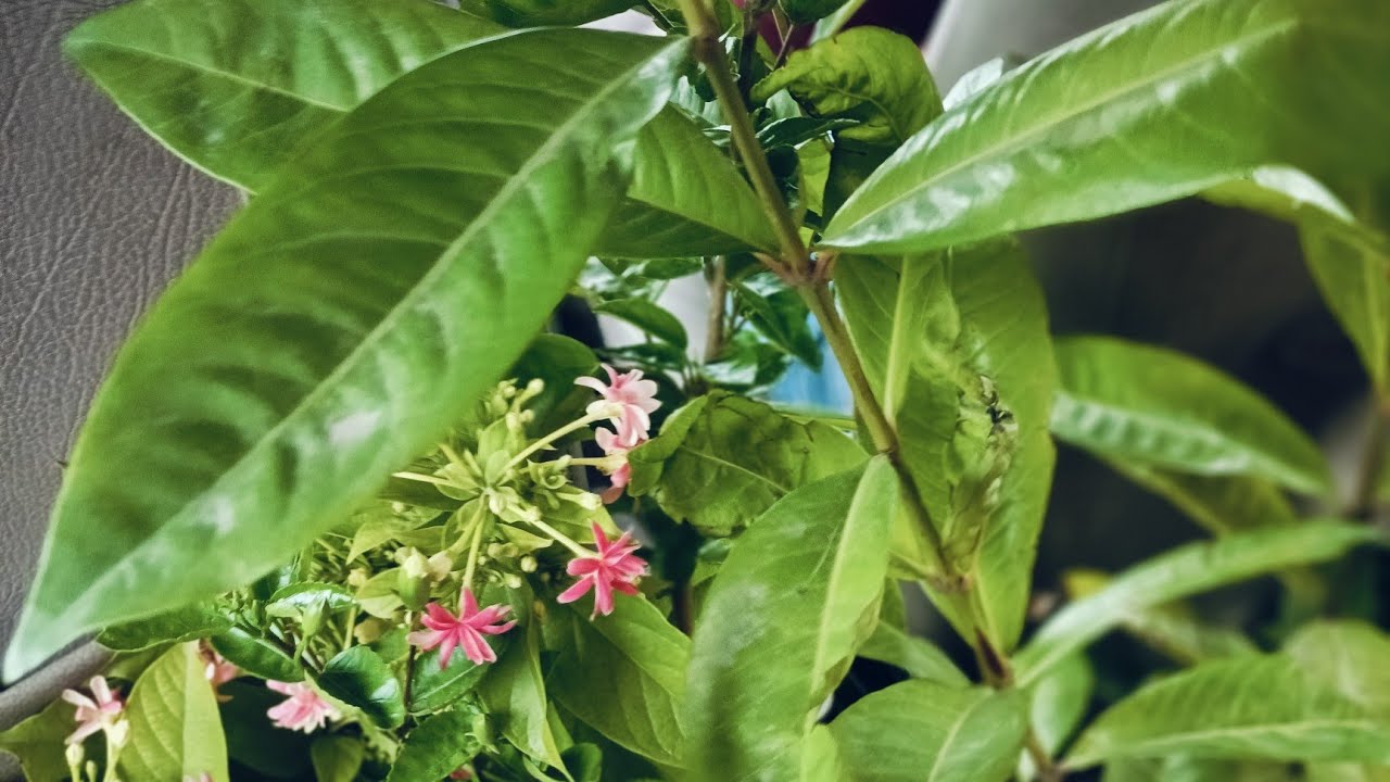 @shalini Rajesh vlogs - YouTube