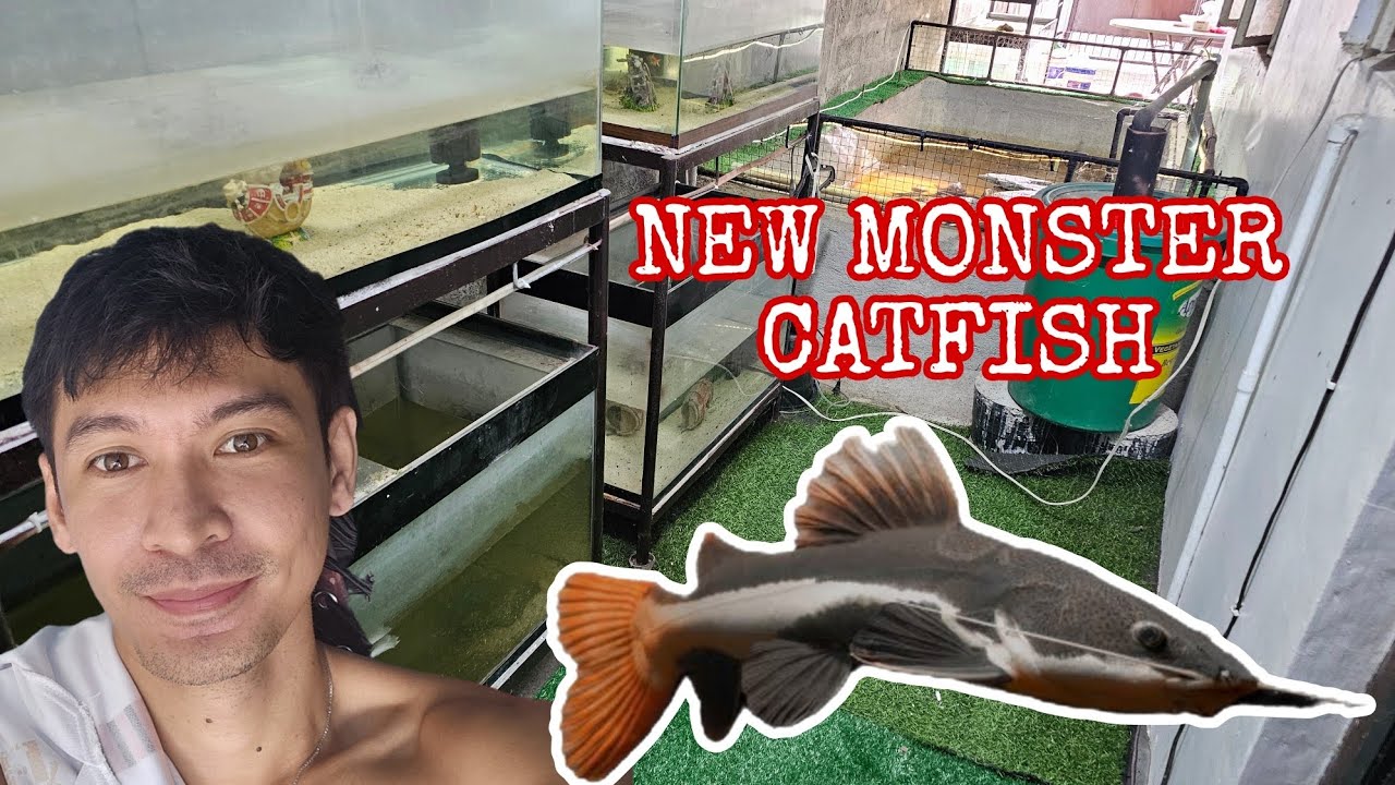 MY NEW MONSTER CATFISH - LIVE FEEDING - YouTube