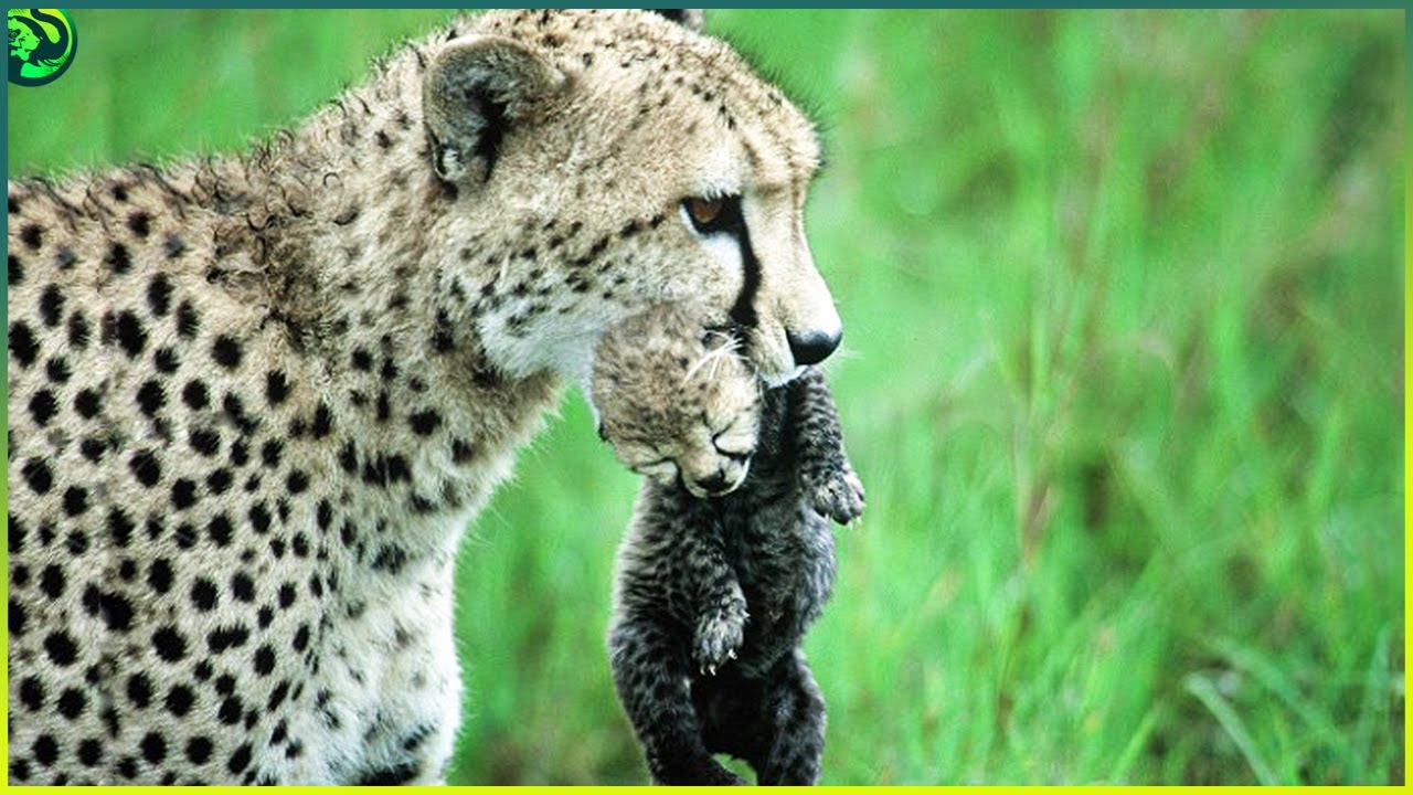 17 Merciless Moments of Animals Hunting Newborns - YouTube