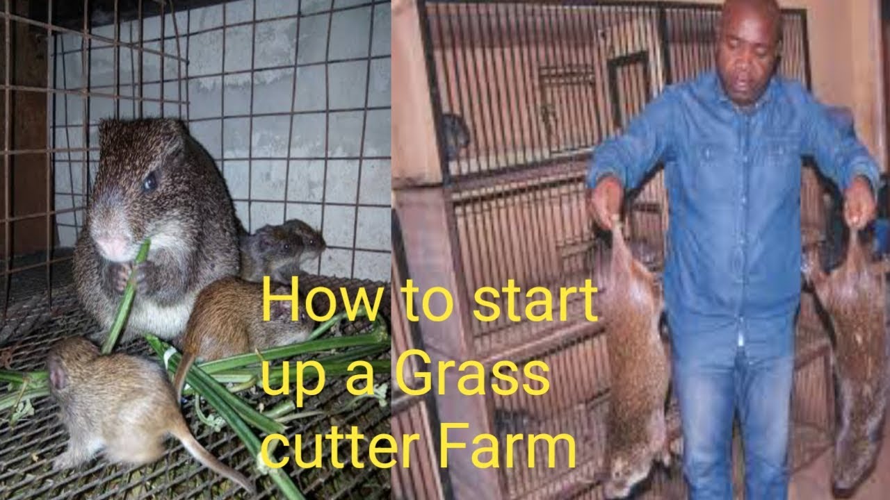 Nigeria Bush Meat Farm Eating Giant Rat/ How to Start up a Grass cutter ...
