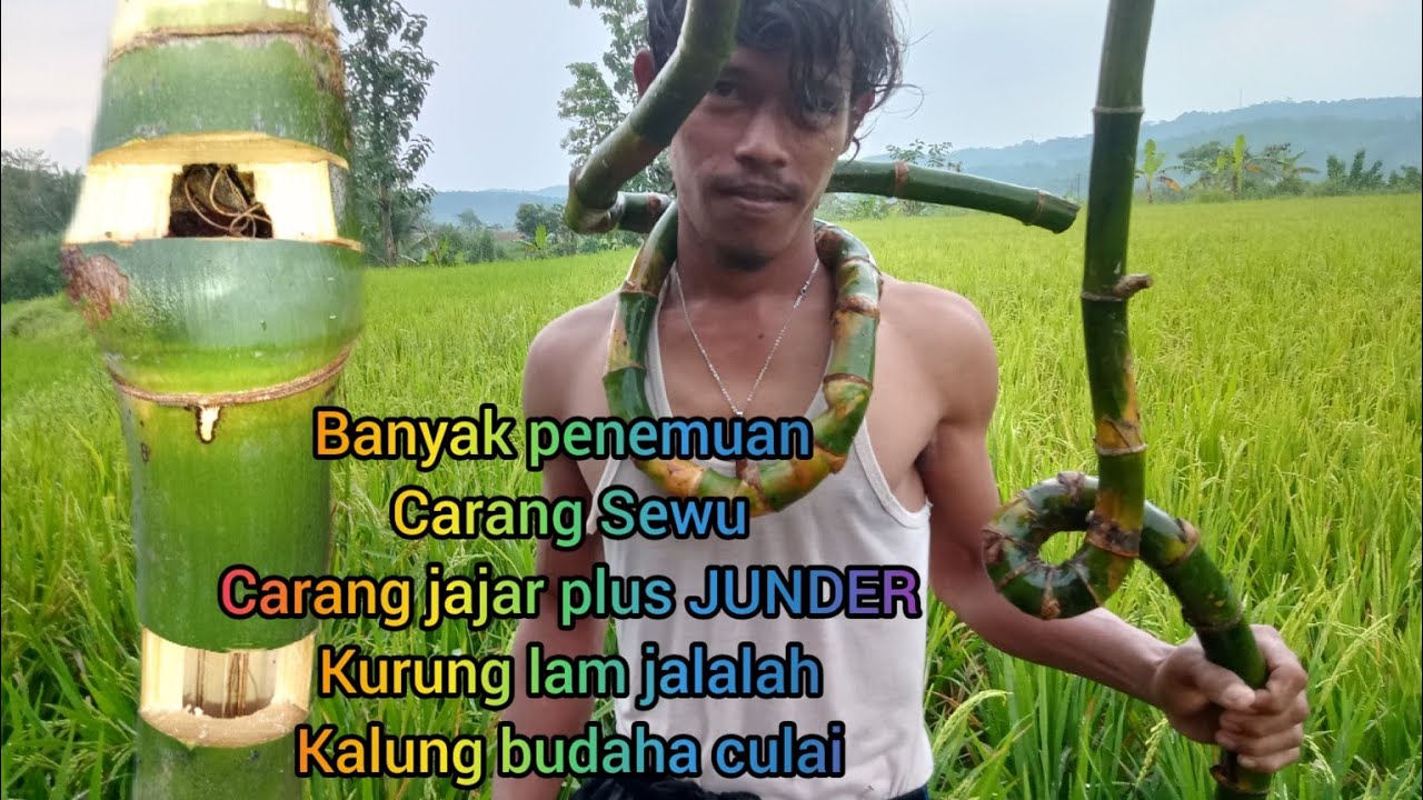 banyak penemuan bambu unik di Haur berduri - YouTube