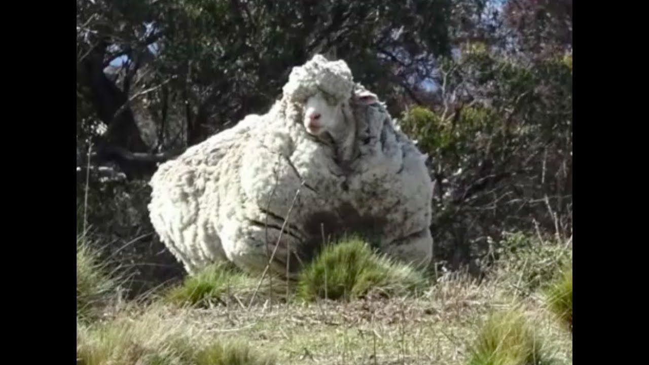 Hikers Saw That This Neglected Sheep Could Barely Stand, So A Shelter ...