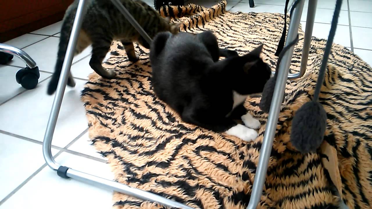 Dear Kitten Friendship - YouTube