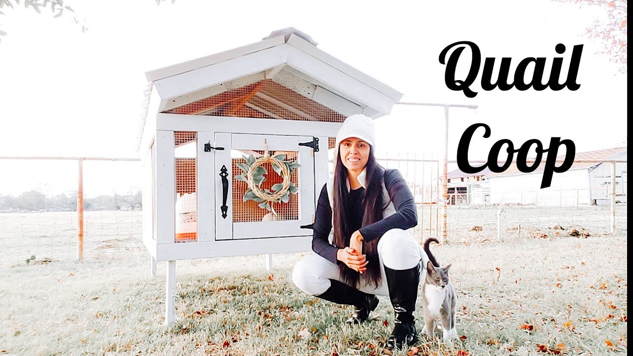 DIY Quail Coop || How to Build A Quail Coop || Quail Coop Design - YouTube