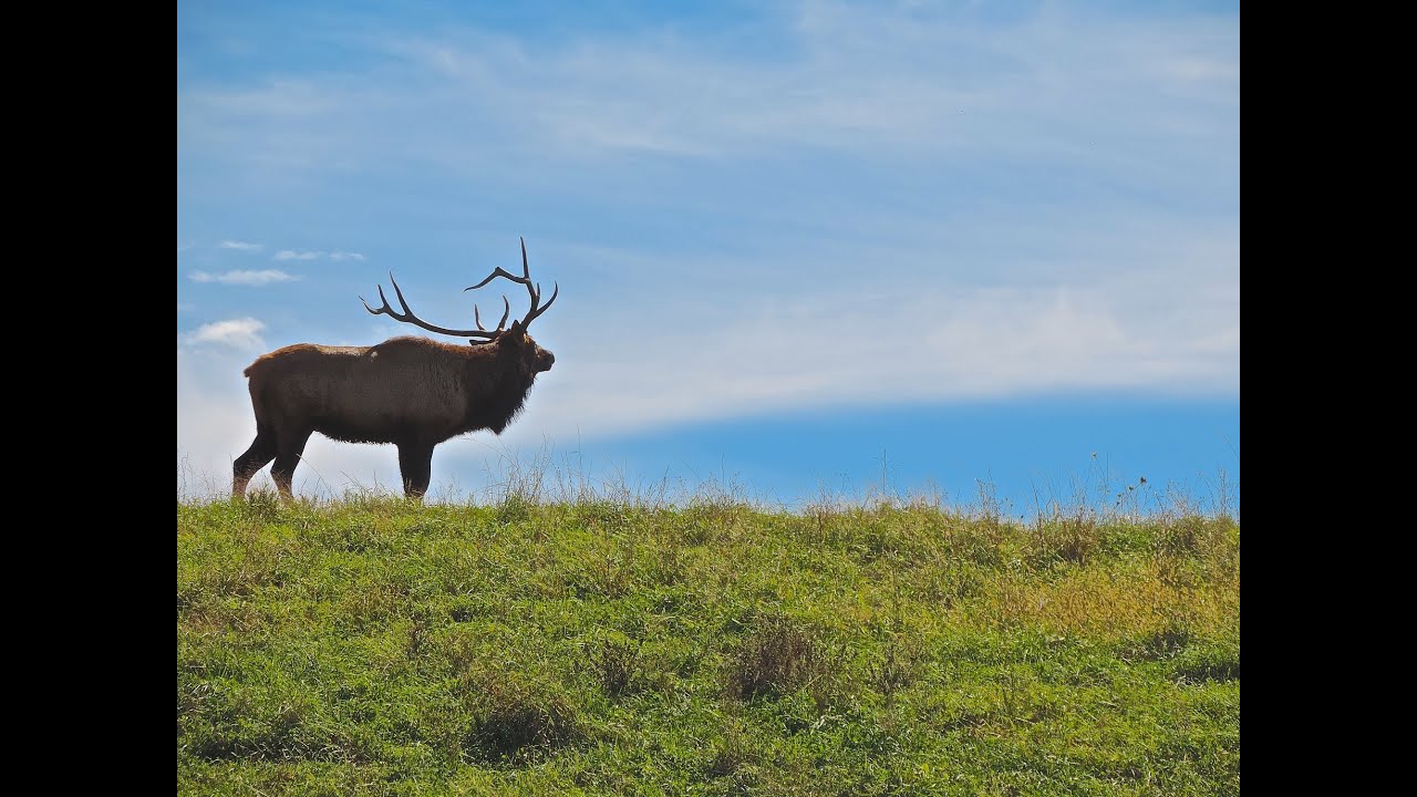 Virginia’s Elk Reintroduction (feat. Seth Thompson, VDGIF District ...