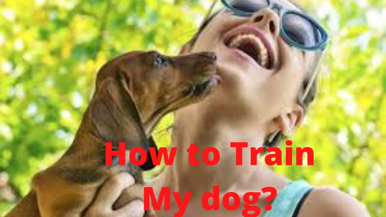 How To Train Your Puppy | Dog Training videos #shorts - YouTube