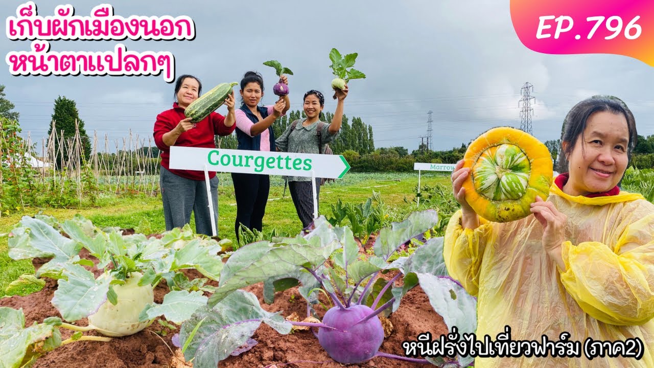 หนีฝรั่งไปเที่ยวฟาร์ม เก็บผักหน้าตาแปลกๆ (ภาคต่อ‼️)/Pick Your Own ...