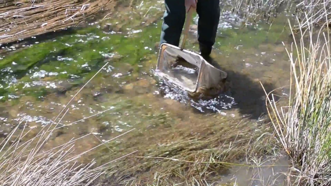 Muestreo de macroinvertebrados con kick net-TATC 2018 - YouTube