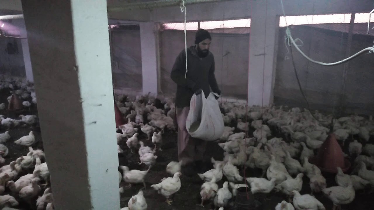 Poultry farming in Pakistan. ALHAMDULILLAH. 34days new flock - YouTube