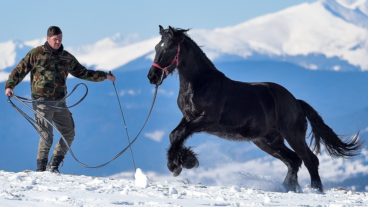 Caii Bucovinei cai frizieni frumosi - YouTube