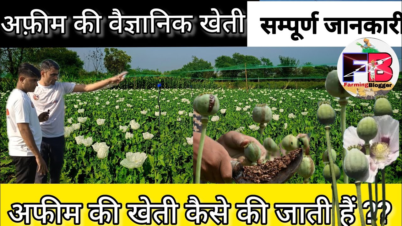 अफीम कि वैधानिक खेती कैसे करे Afeem Farming|| Opium Farming || Afim Ki ...