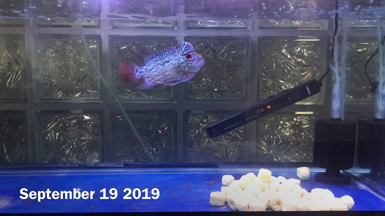 Flowerhorn Thai Malau 2months growth - YouTube
