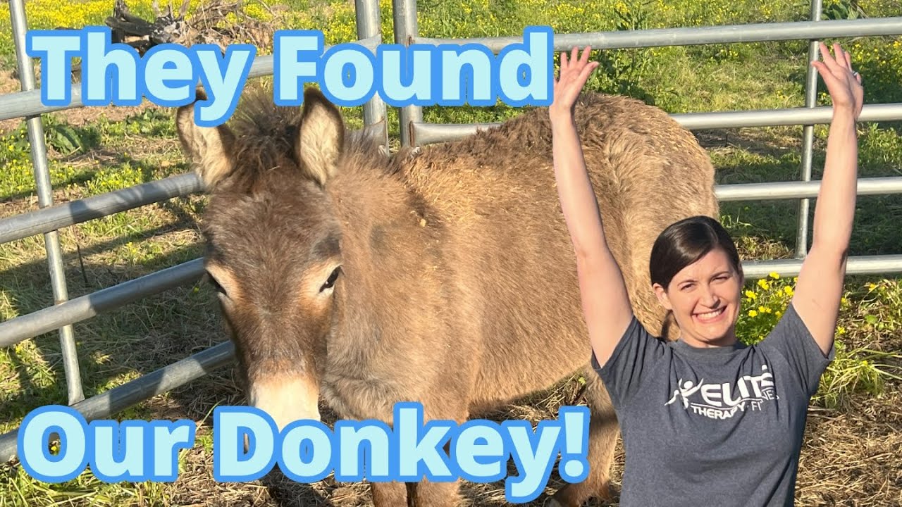 They found our donkey! - YouTube