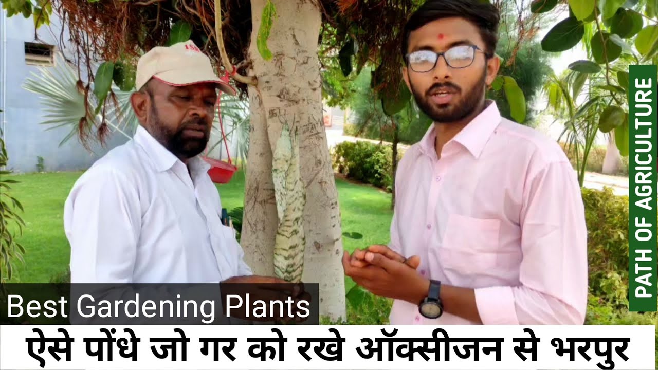Best Gardening Plants & Tips | Indor Plants | Plants For Pure Oxygen ...