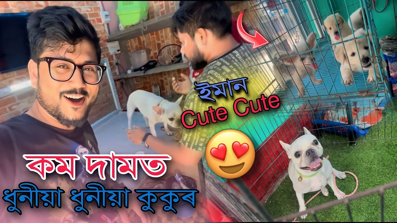 Dog market in assam || Pet shop in assam || Dog videos || Dog || Royal ...
