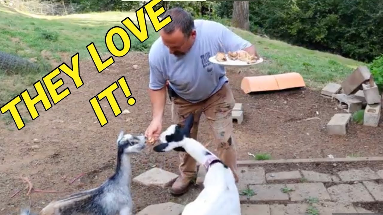 Make a Copper treat for your goats for easy supplementation. - YouTube