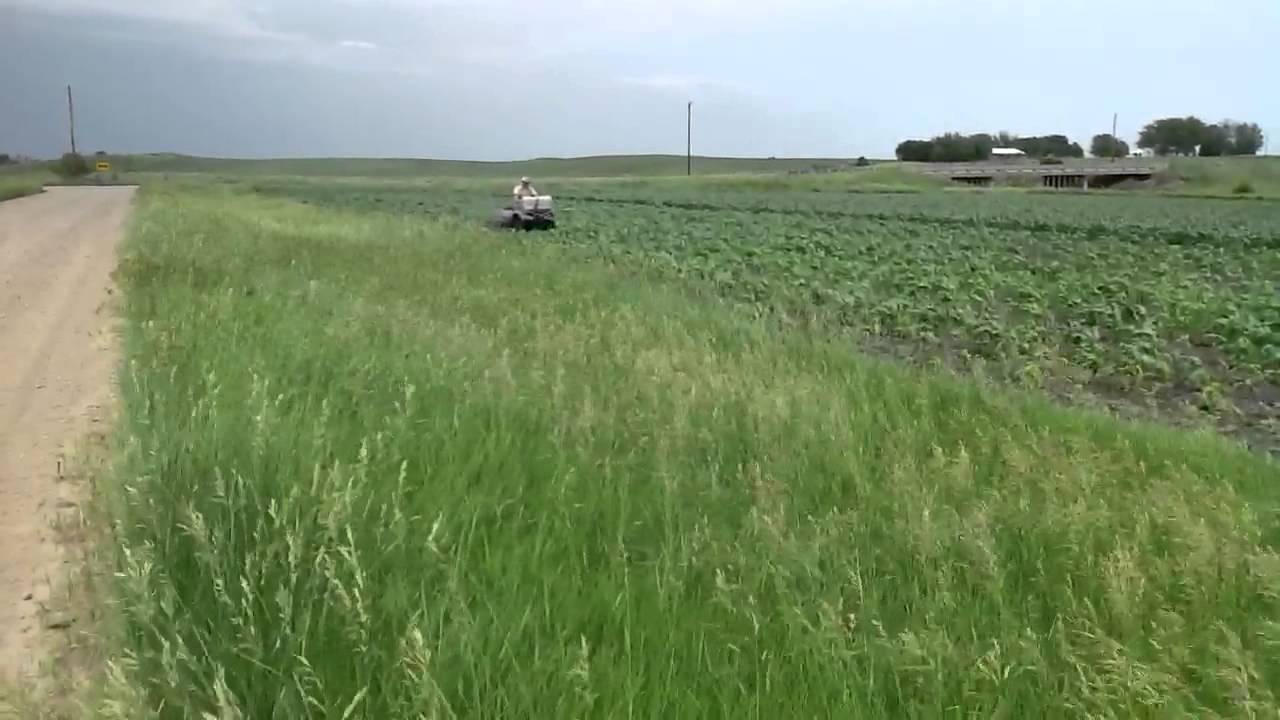 EP spraying the sweet corn patch - YouTube