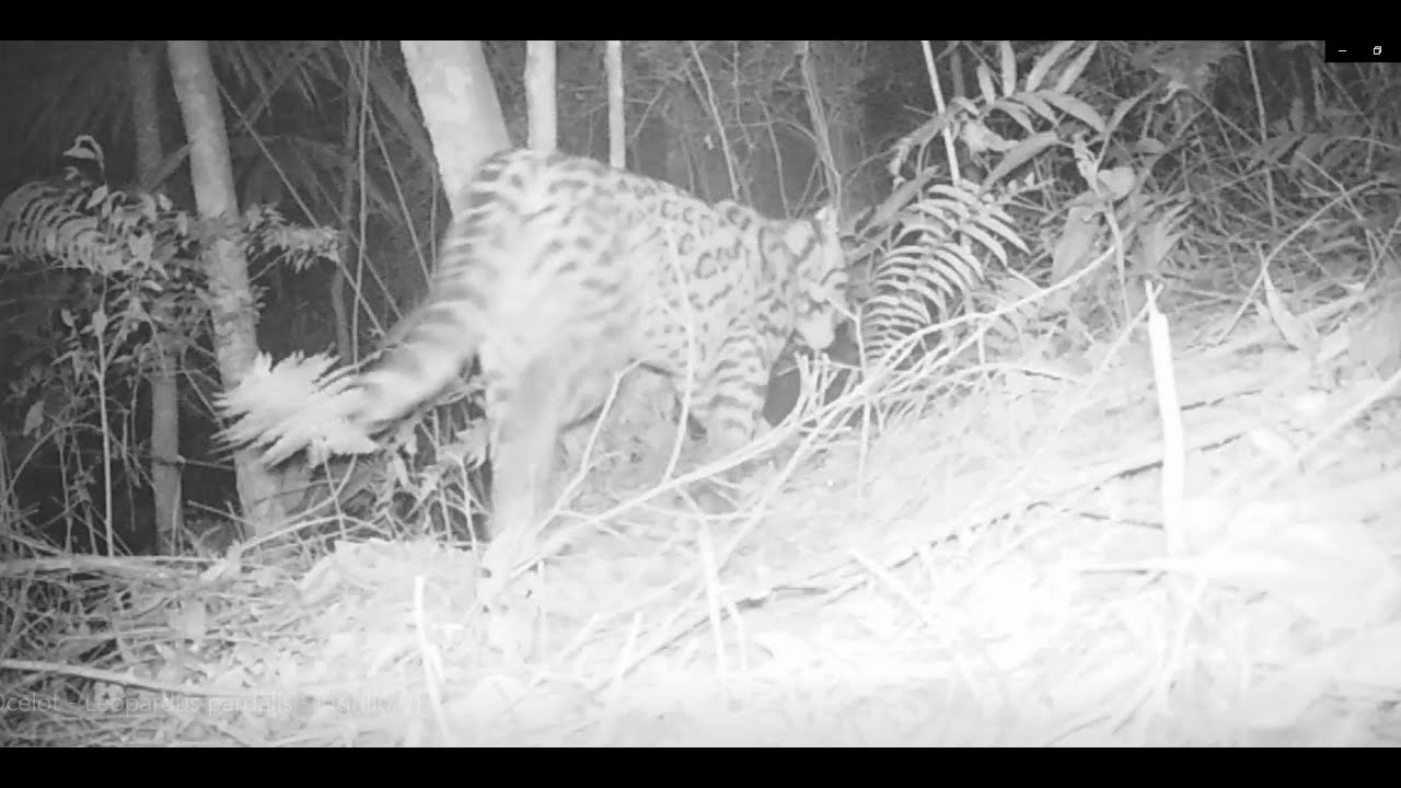 Leopardus pardalis, Ocelote o Tigrillo felinos en Colombia - YouTube