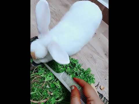 rabbit loves combing
