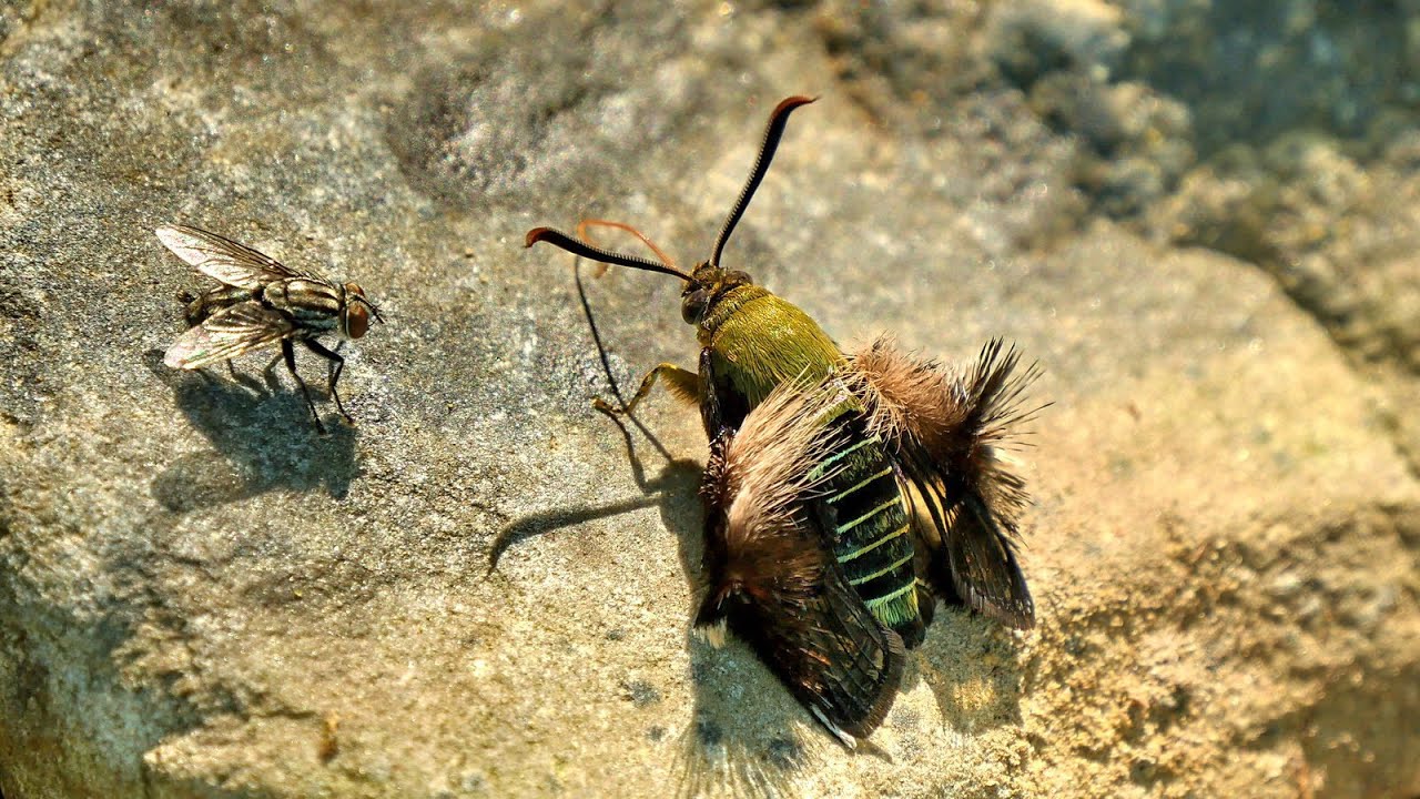Sesiidae Melittia sp. 4K Yungas - YouTube
