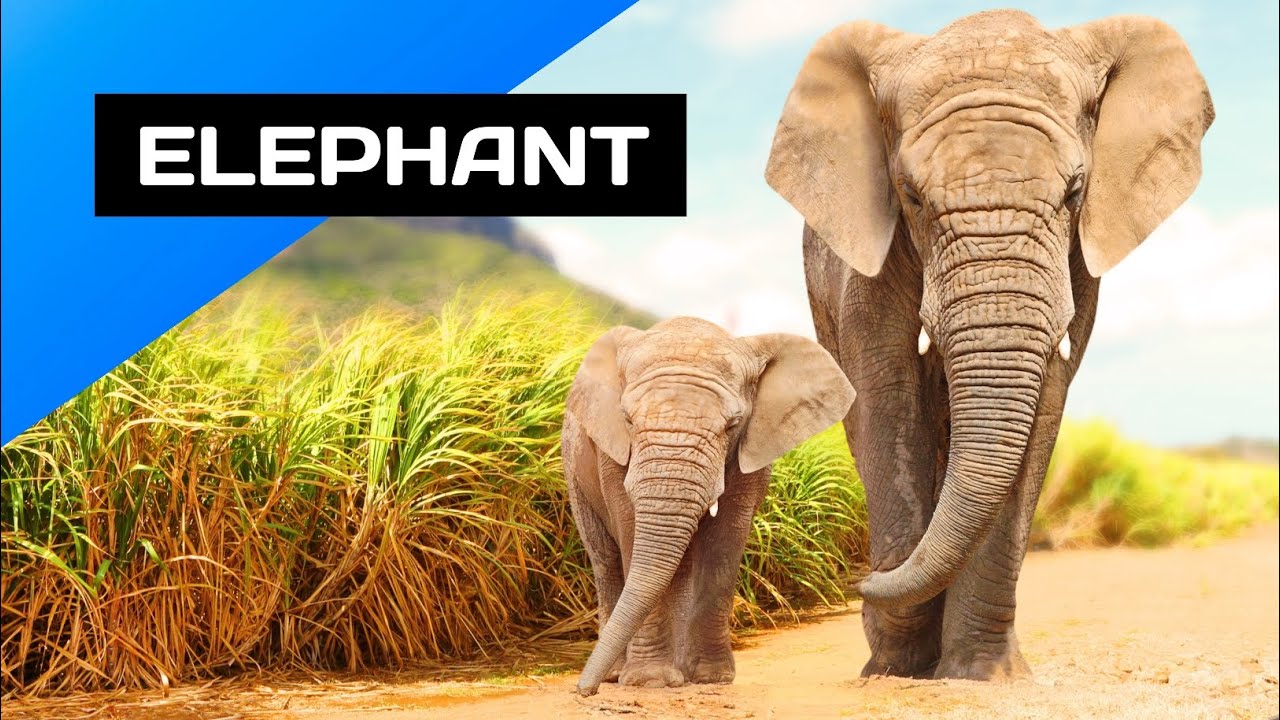 Elephant🐘 Ang Pinakamalaking Land Animals sa Buong Mundo | PINOY ...
