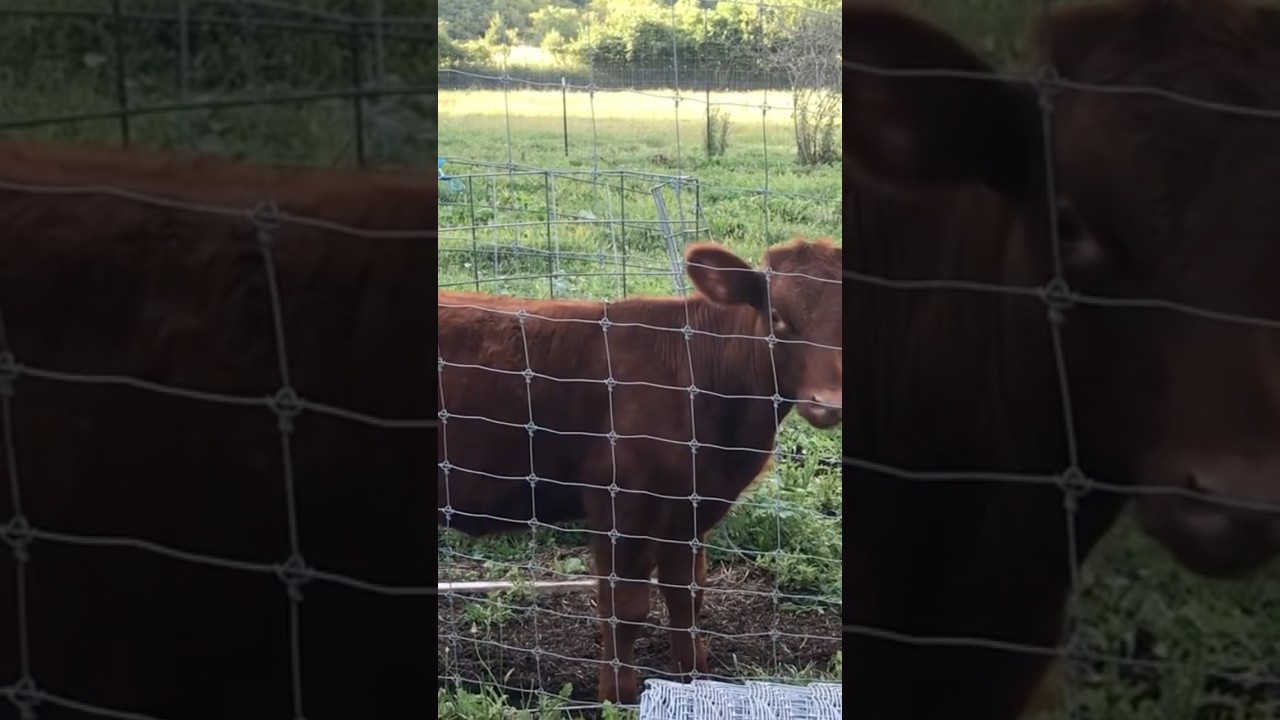 Our Heifer cow says hello - YouTube