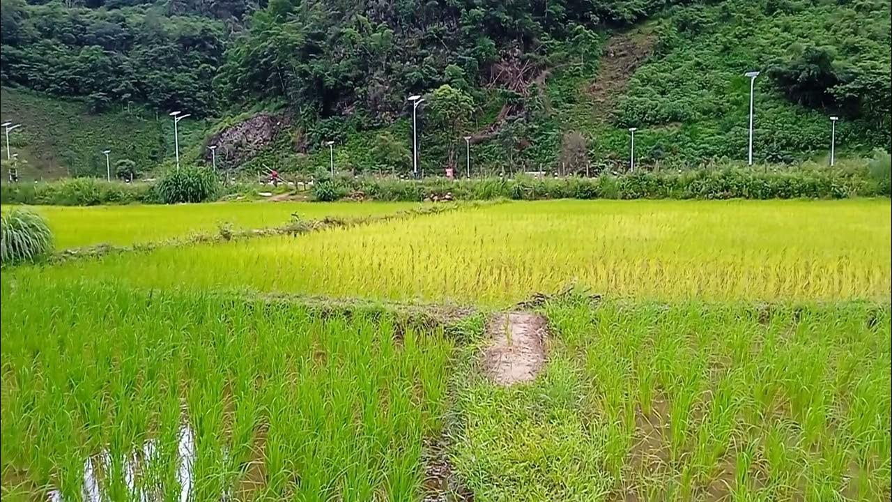 Hnub no mus saib liaj mas liaj zoo heev lawm os - YouTube