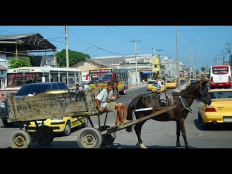 Programa de Bienestar Animal para Caballos de Carga - TvAgro por Juan ...