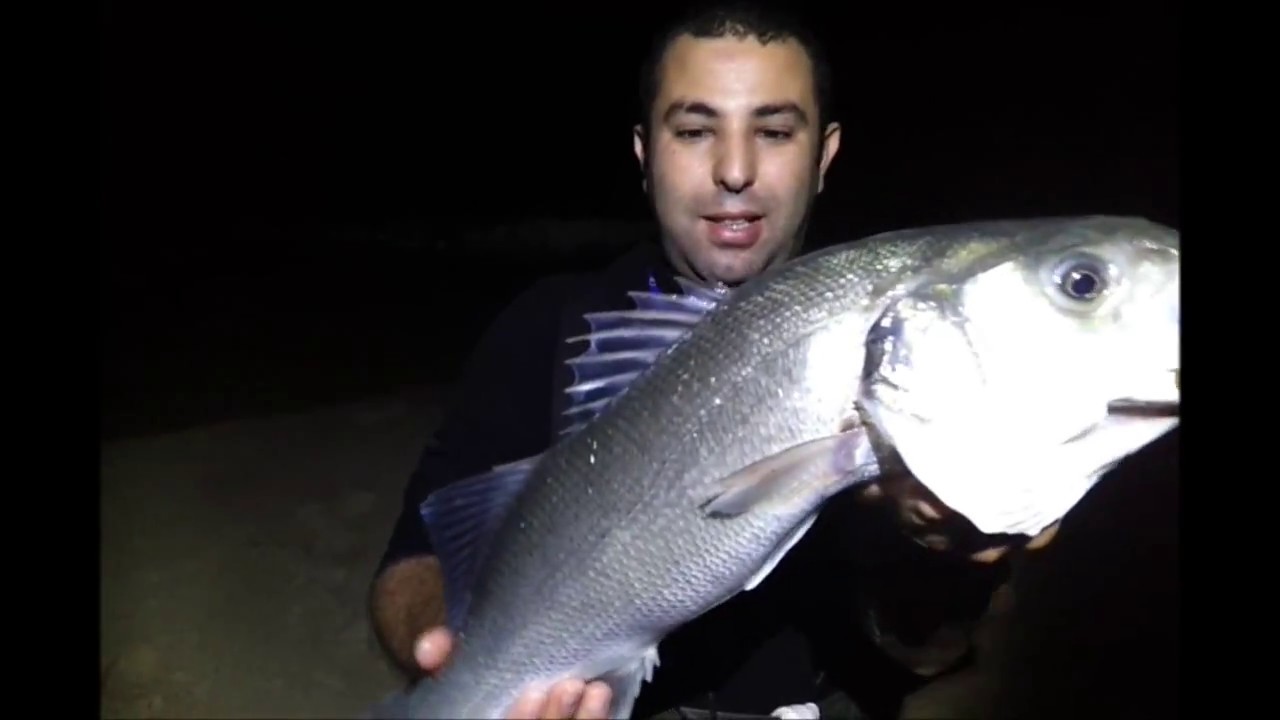 Robalo a Surfcasting: Dicentrarchus labrax,Lubina, Seabass, Bar ...