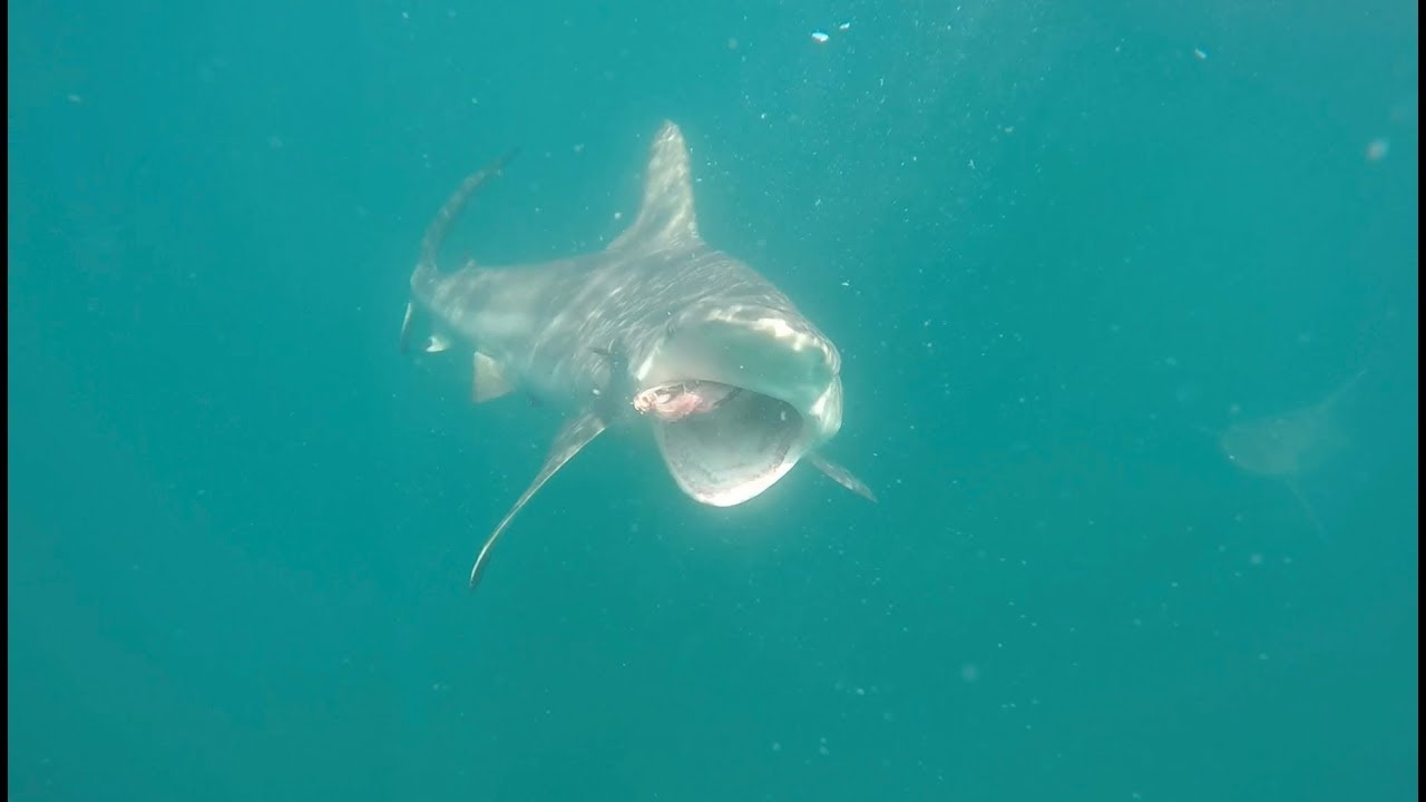 Galapagos Shark Almost Eats Camera - YouTube