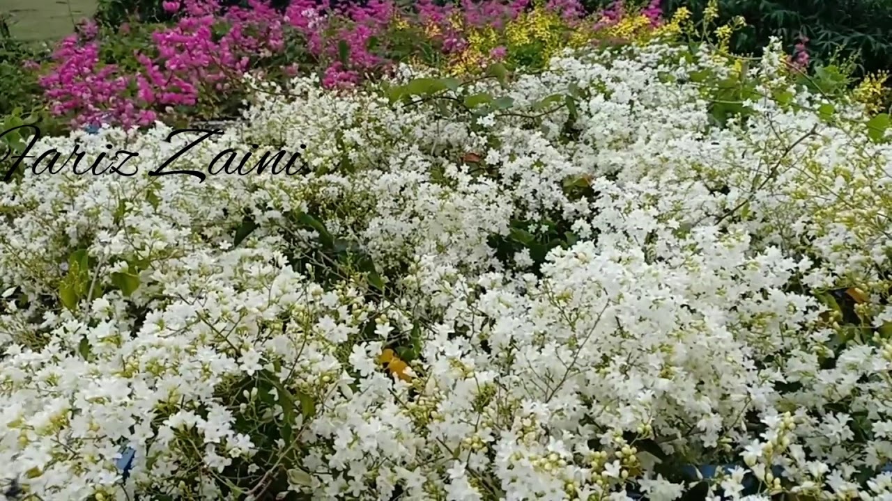 PORANA VOLUBILIS / SNOW VINE - YouTube