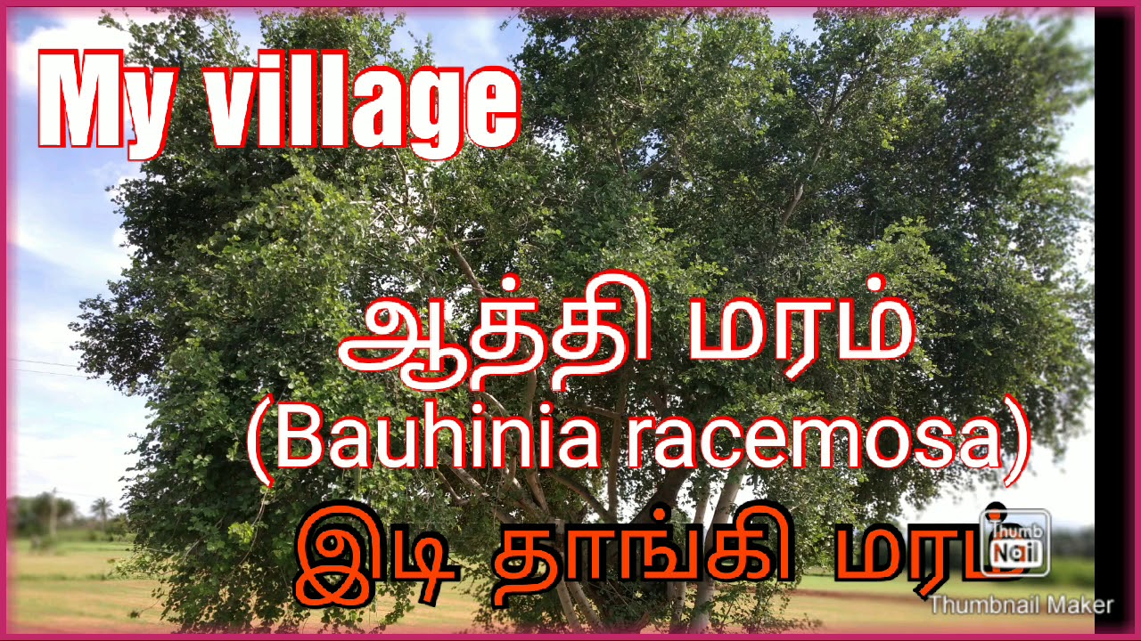 இடி தாங்கி மரம்/ ஆத்திமரம்(Bauhinia racemosa) Aathi maram - YouTube