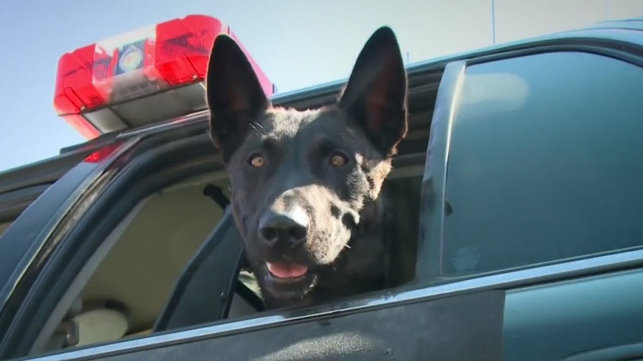 Bill to ban police from using a K9 for crowd control moves to the ...