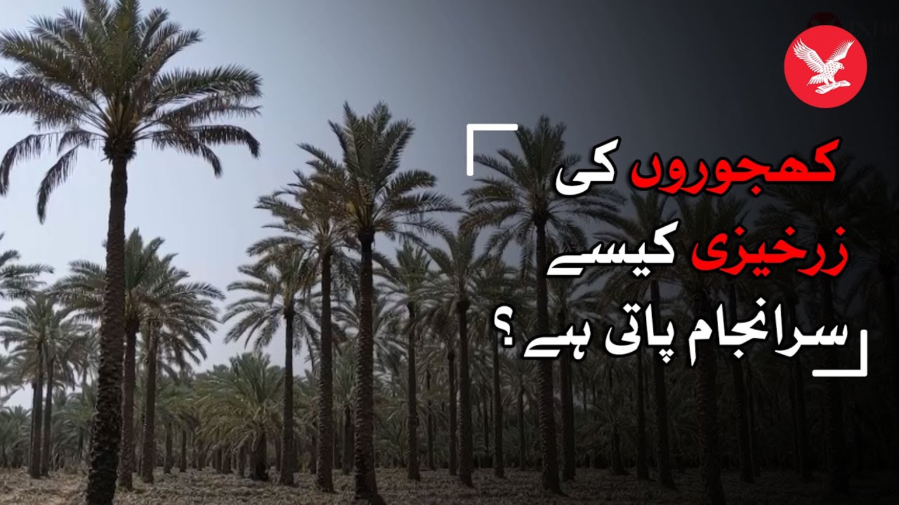 How Does Date Palm Fertilization Work YouTube How Does Date Palm Fertilization Work YouTube