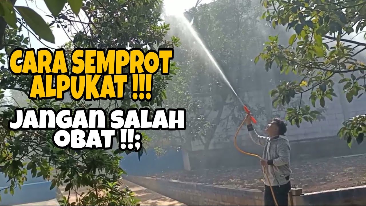 CARA SEMPROT BUAH ALPUKAT SUPAYA AMAN TIDAK RONTOK - YouTube