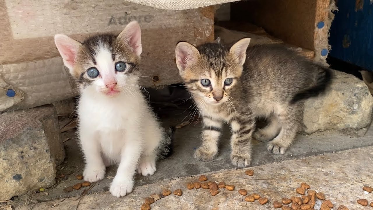 These Kittens are so beautiful you will fall in love with them. Cute ...