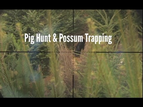 Pig Hunting & Possum Trapping- 2 Pigs 12 Coons | New Zealand - YouTube